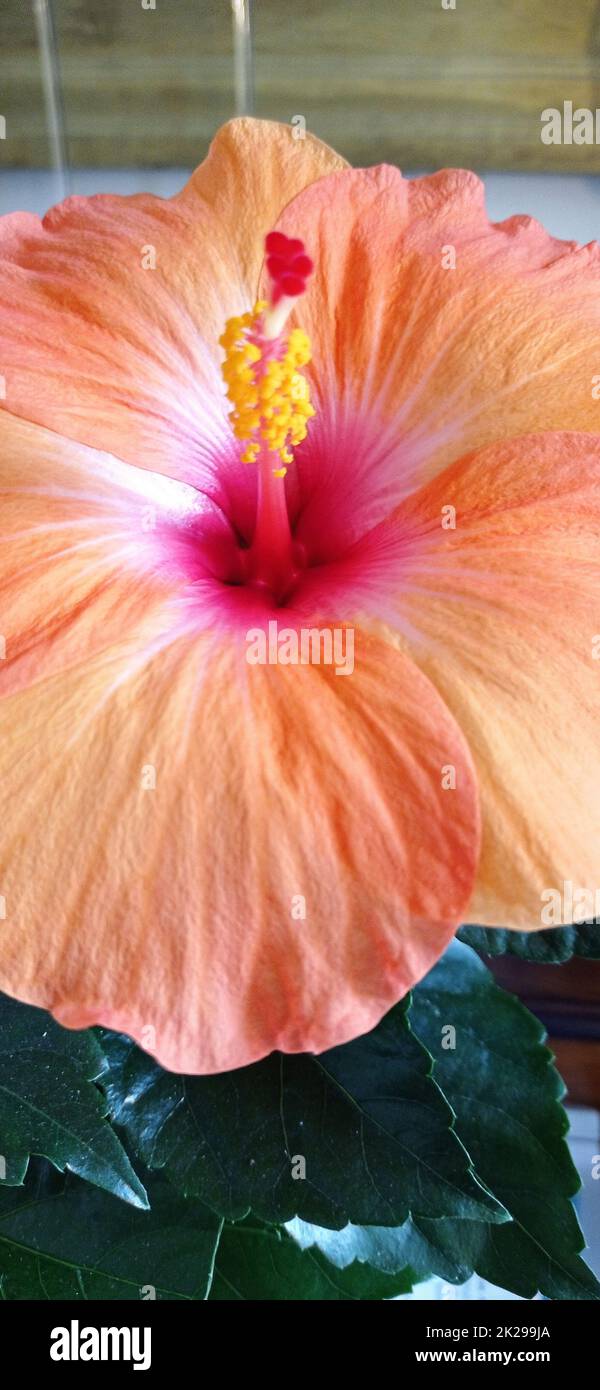UNIQUE SERIE HIBISCUS. FRANCE Stock Photo - Alamy