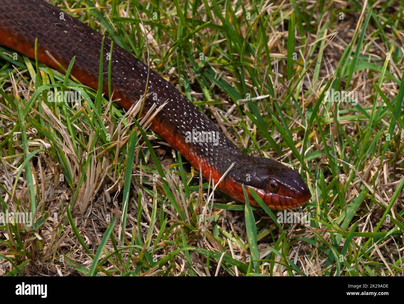 Wild red-bellied snake in grass in North Carolina Stock Photo - Alamy
