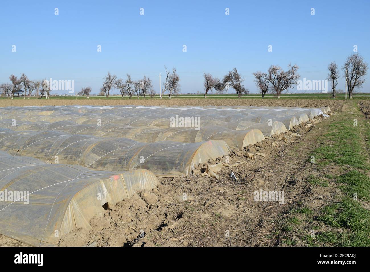 Greenhouses made of polymer film. Early spring in the garden ...