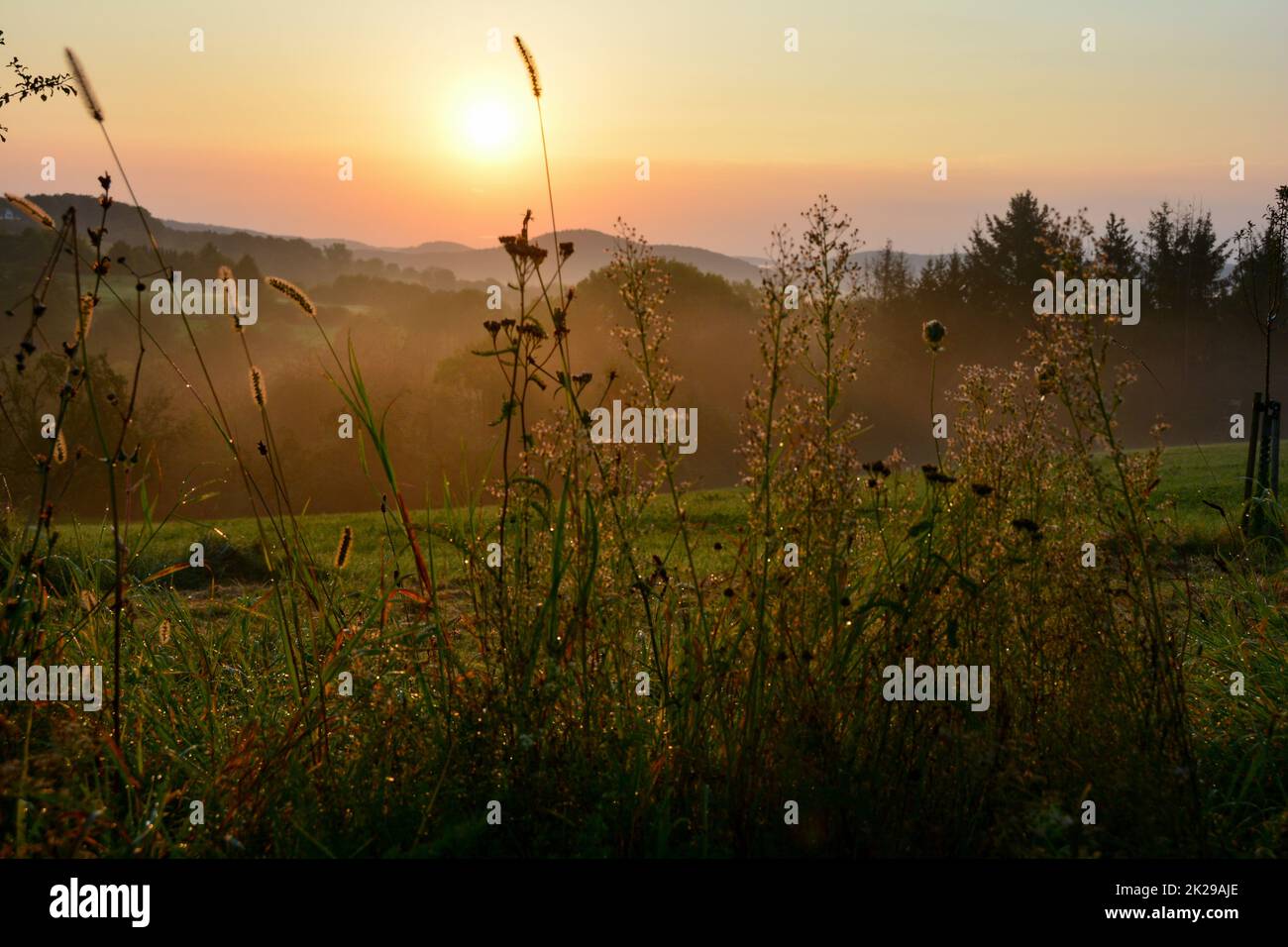 Tall grasses in the light of the rising sun in green nature Stock Photo ...