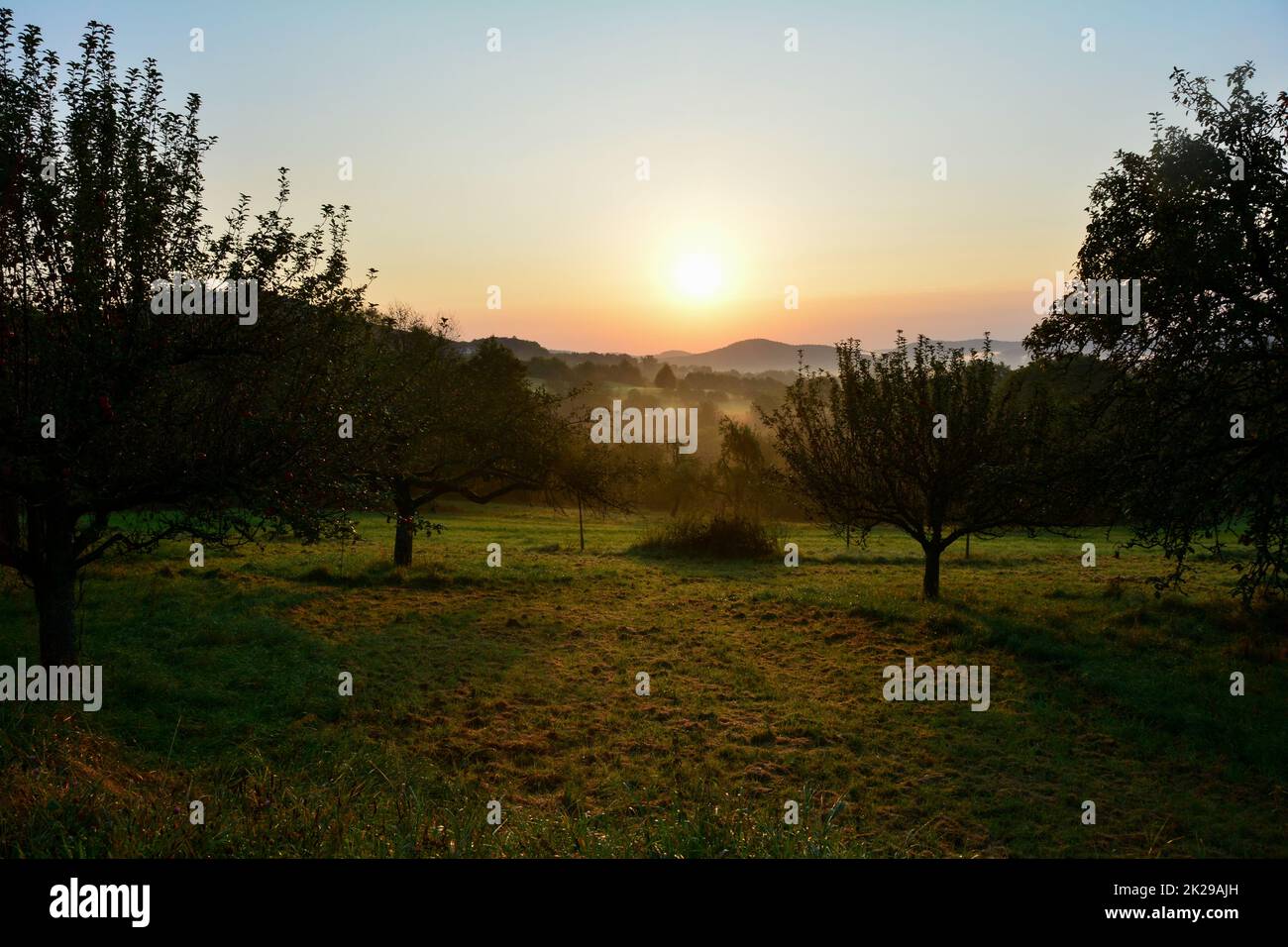 Morning in the nature, with trees,sun and fog Stock Photo - Alamy