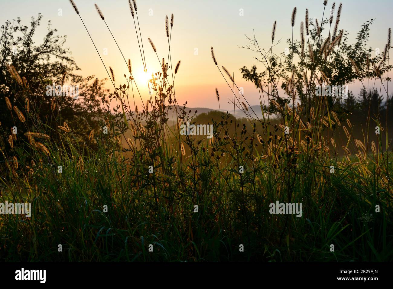 Tall green grasses in the light of the rising sun in nature Stock Photo ...