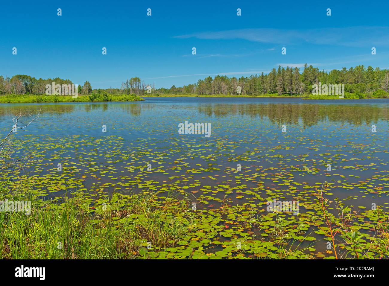 Calm water pond hi-res stock photography and images - Alamy