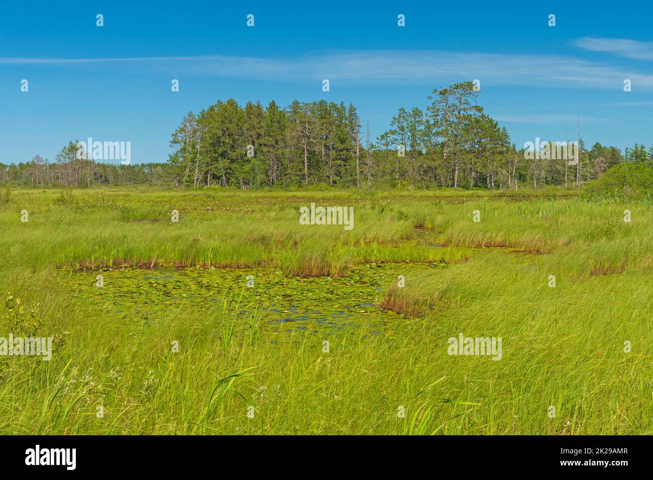 Pond succession hi-res stock photography and images - Alamy