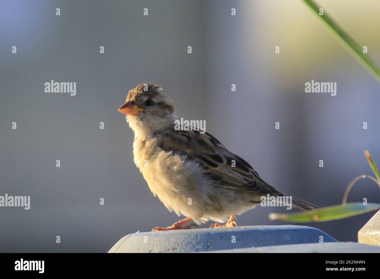 Flock small sparrow birds hi-res stock photography and images - Alamy