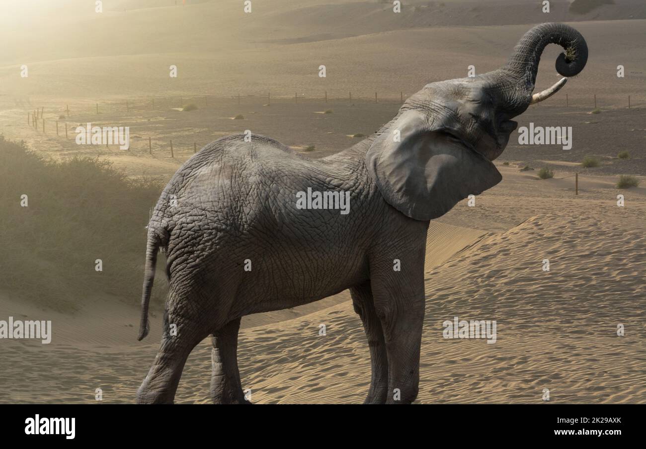 African elephant in the desert Stock Photo - Alamy
