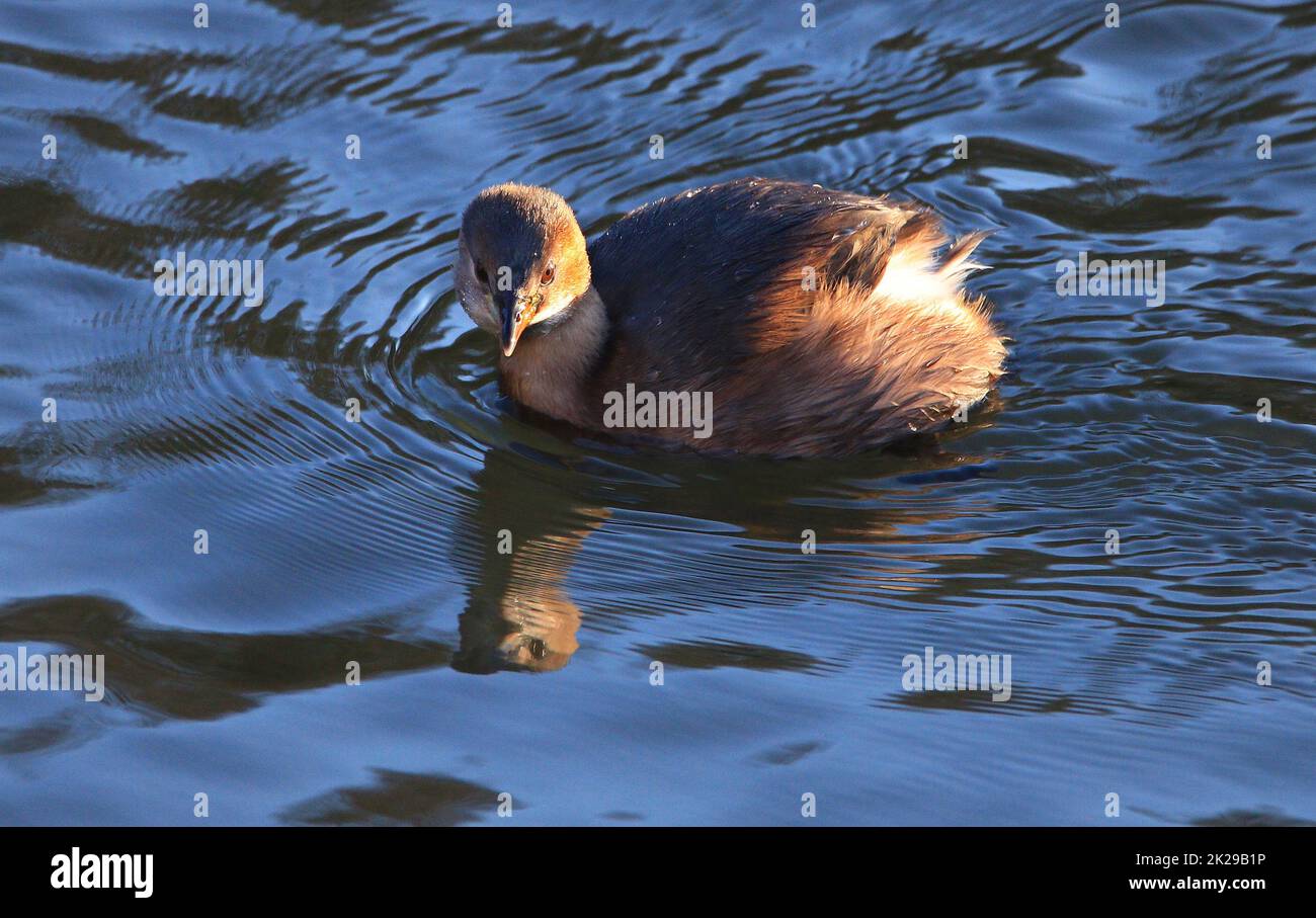 Little grebe, dabchick, Tachybaptus ruficollis Stock Photo - Alamy