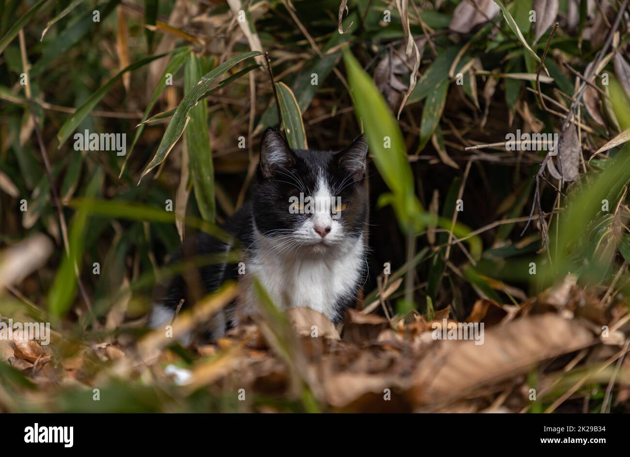 Kyoto Cat I Stock Photo - Alamy