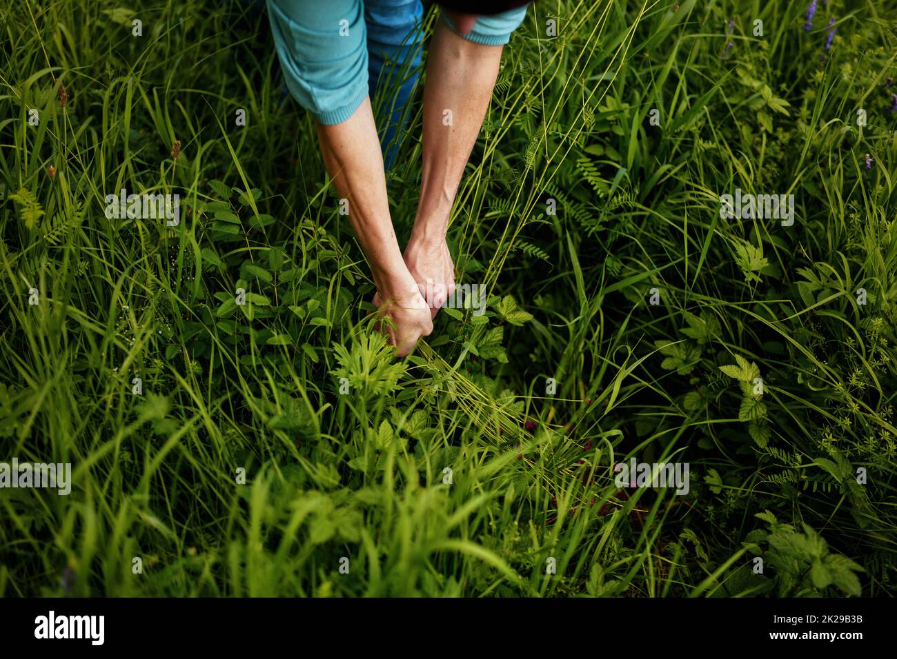 Environmental Farmer hands reaching in greens Stock Photo - Alamy