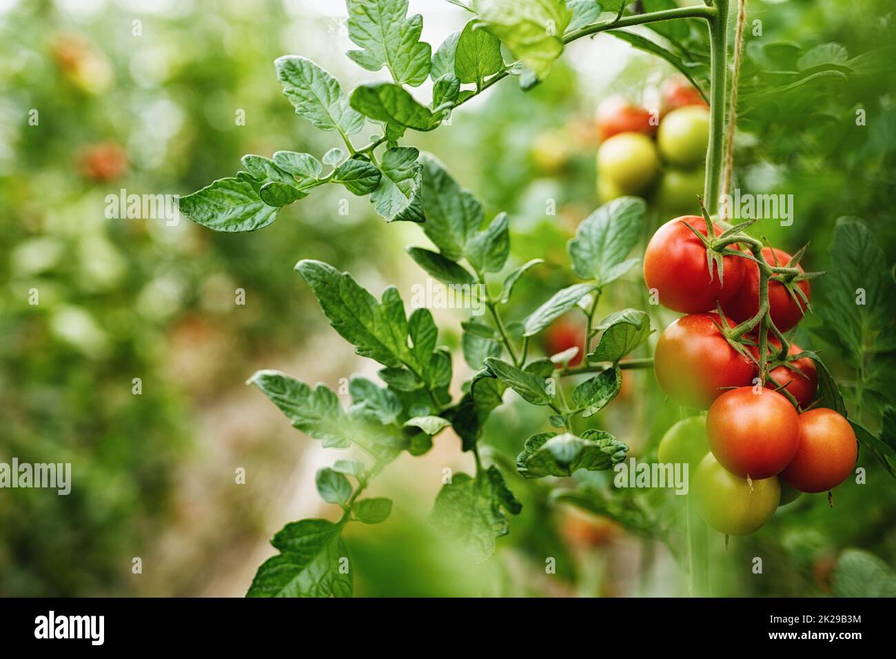 Tomatoes Growing On Plants In Greenhouse Stock Photo - Alamy