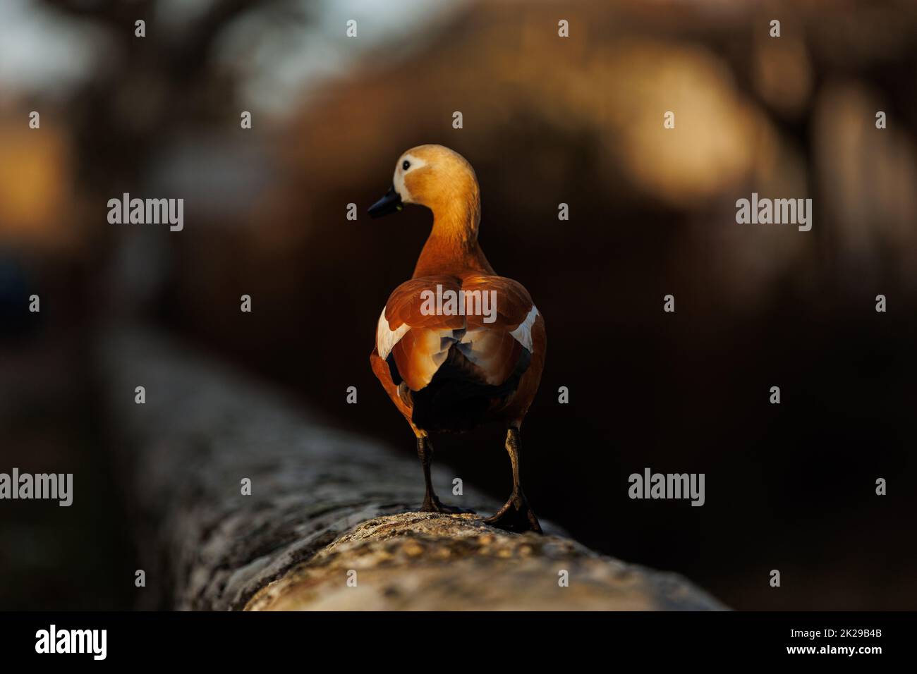 Colorful orange duck in nature Stock Photo - Alamy