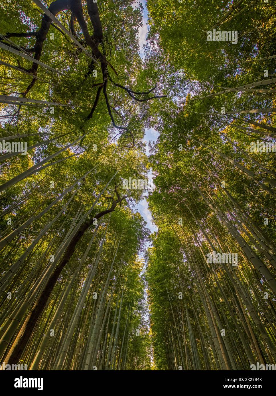 Bamboo Forest X Stock Photo - Alamy