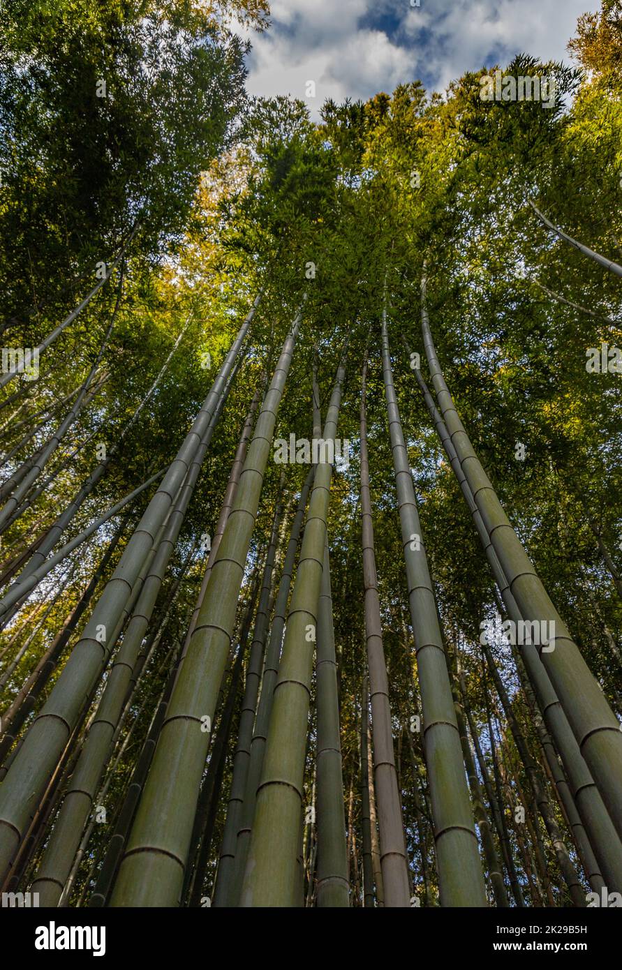 Moso bamboo forest hi-res stock photography and images - Alamy