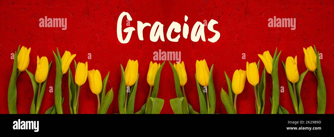 Baner Of Yellow Tulip Flowers, Red Background, Gracias Means Thank You ...