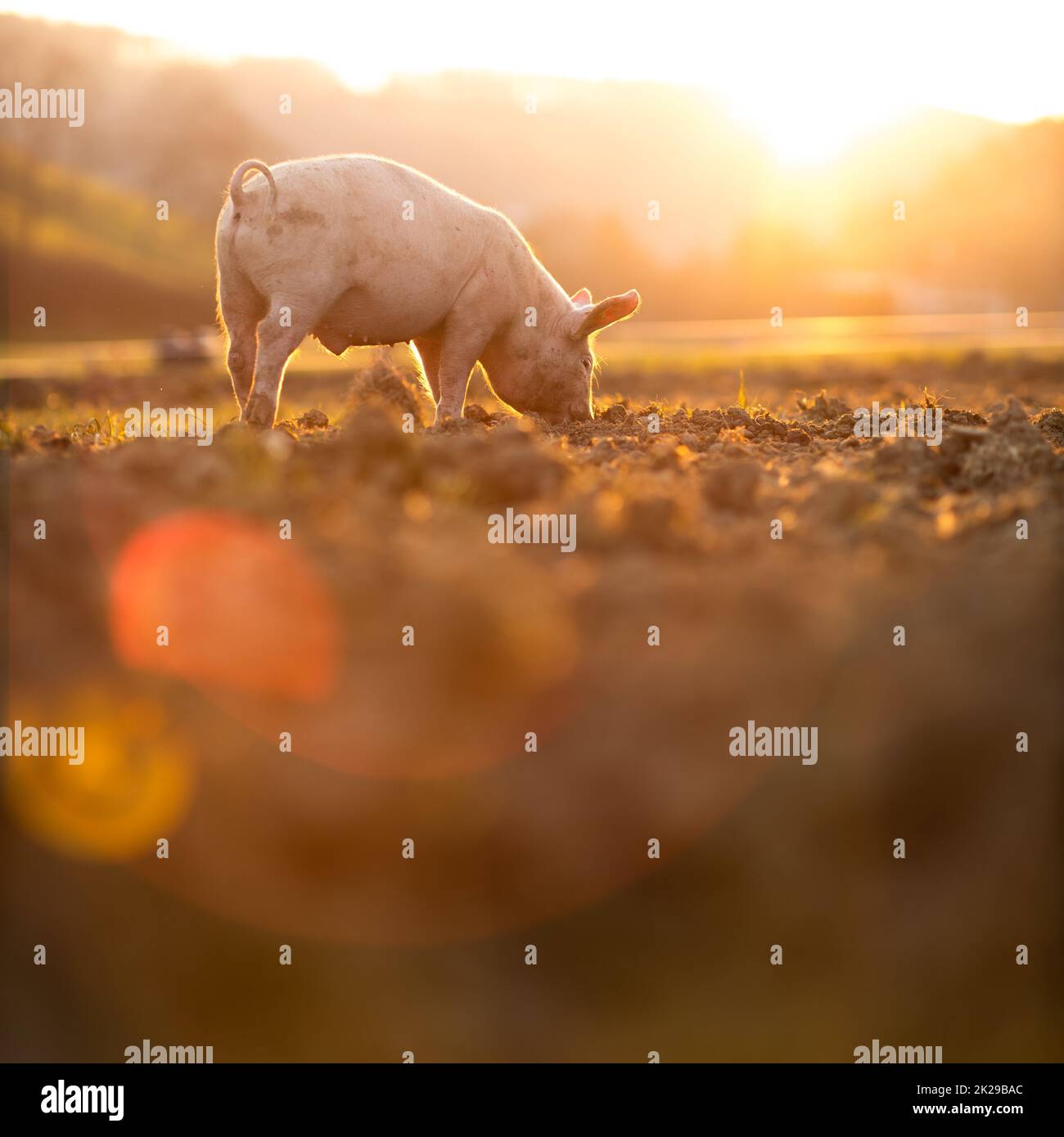 Pigs eating on a meadow in an organic meat farm - wide angle lens shot ...