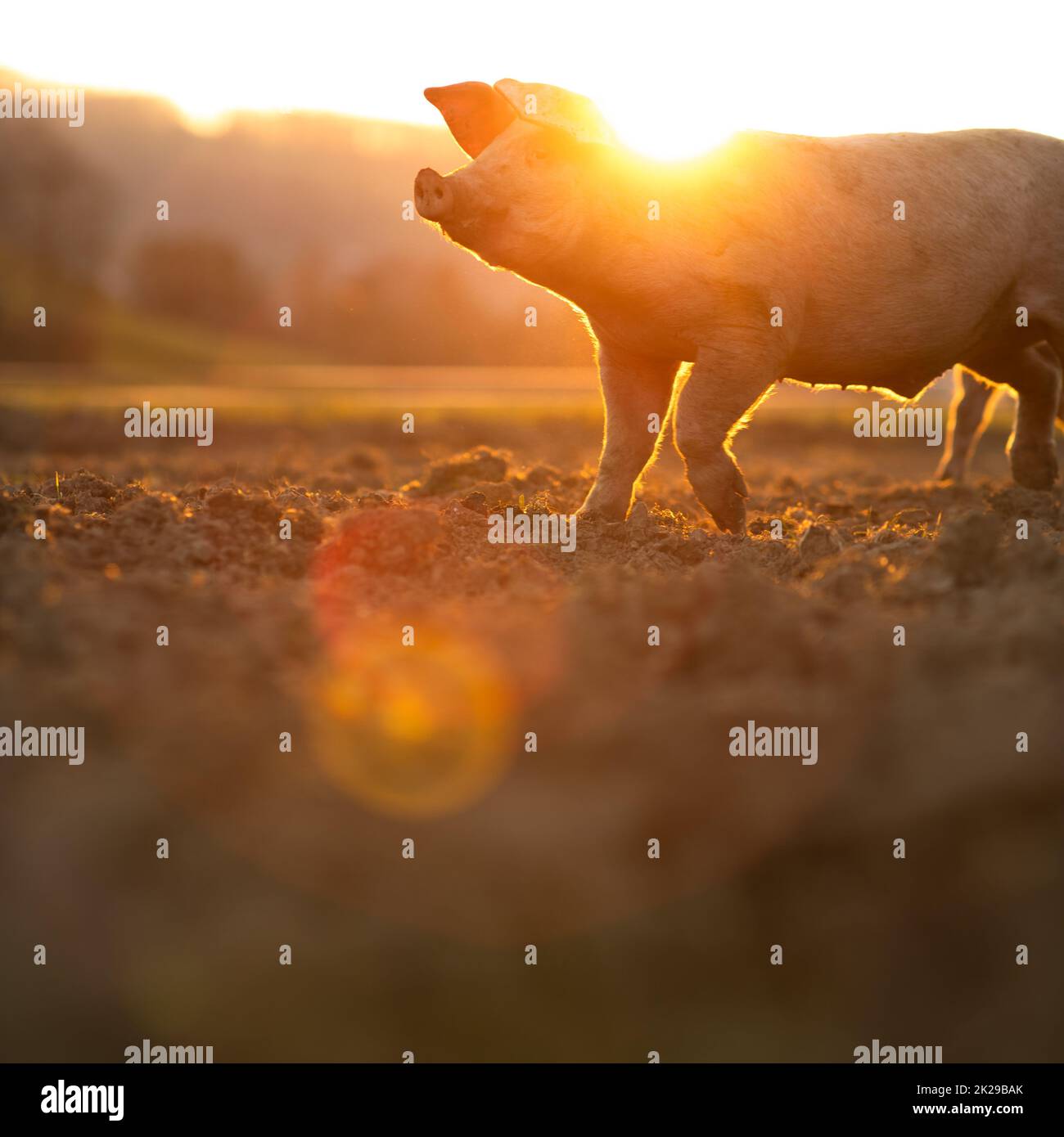 Pigs eating hi-res stock photography and images - Alamy