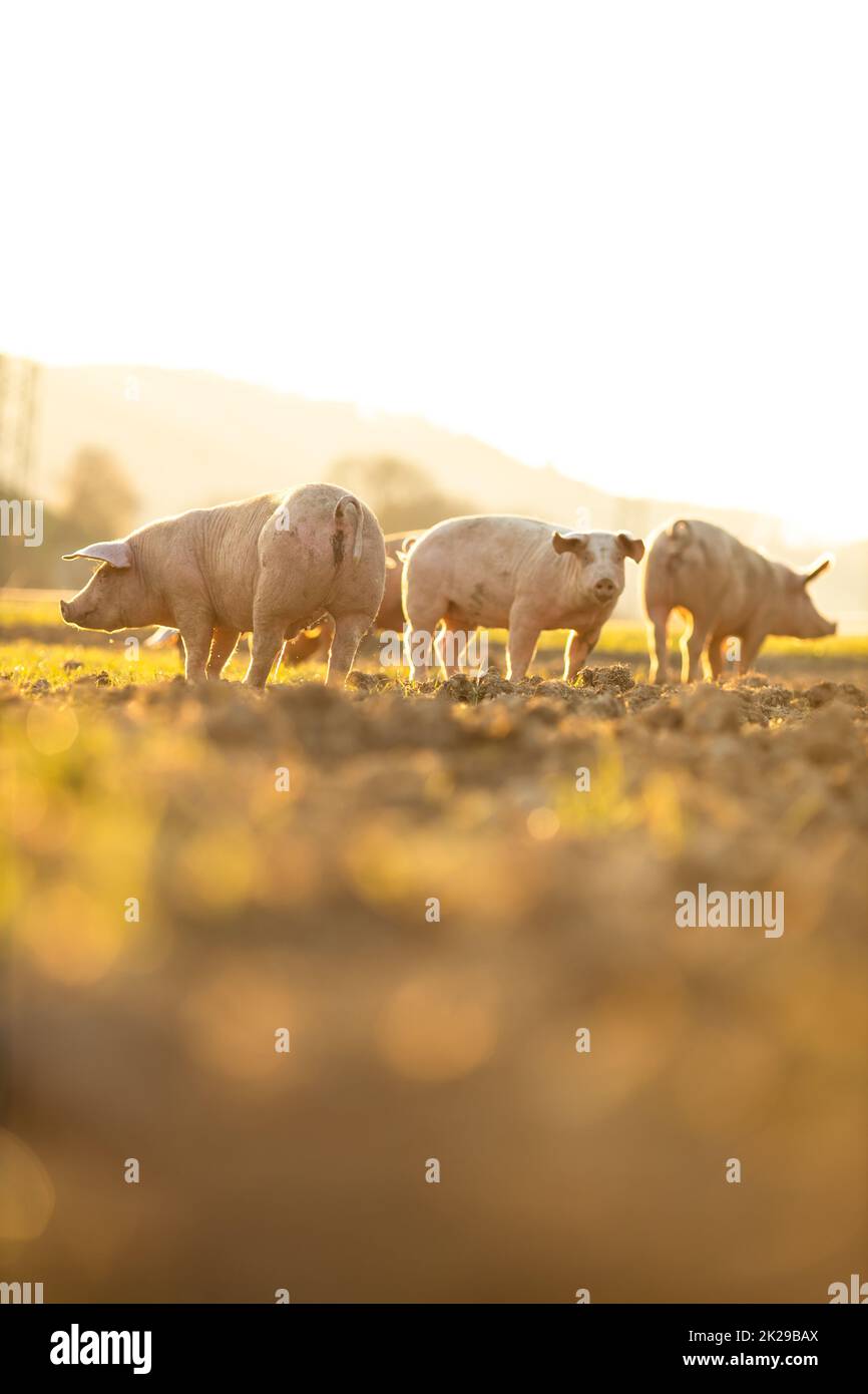 Pigs eating on a meadow in an organic meat farm - wide angle lens shot ...