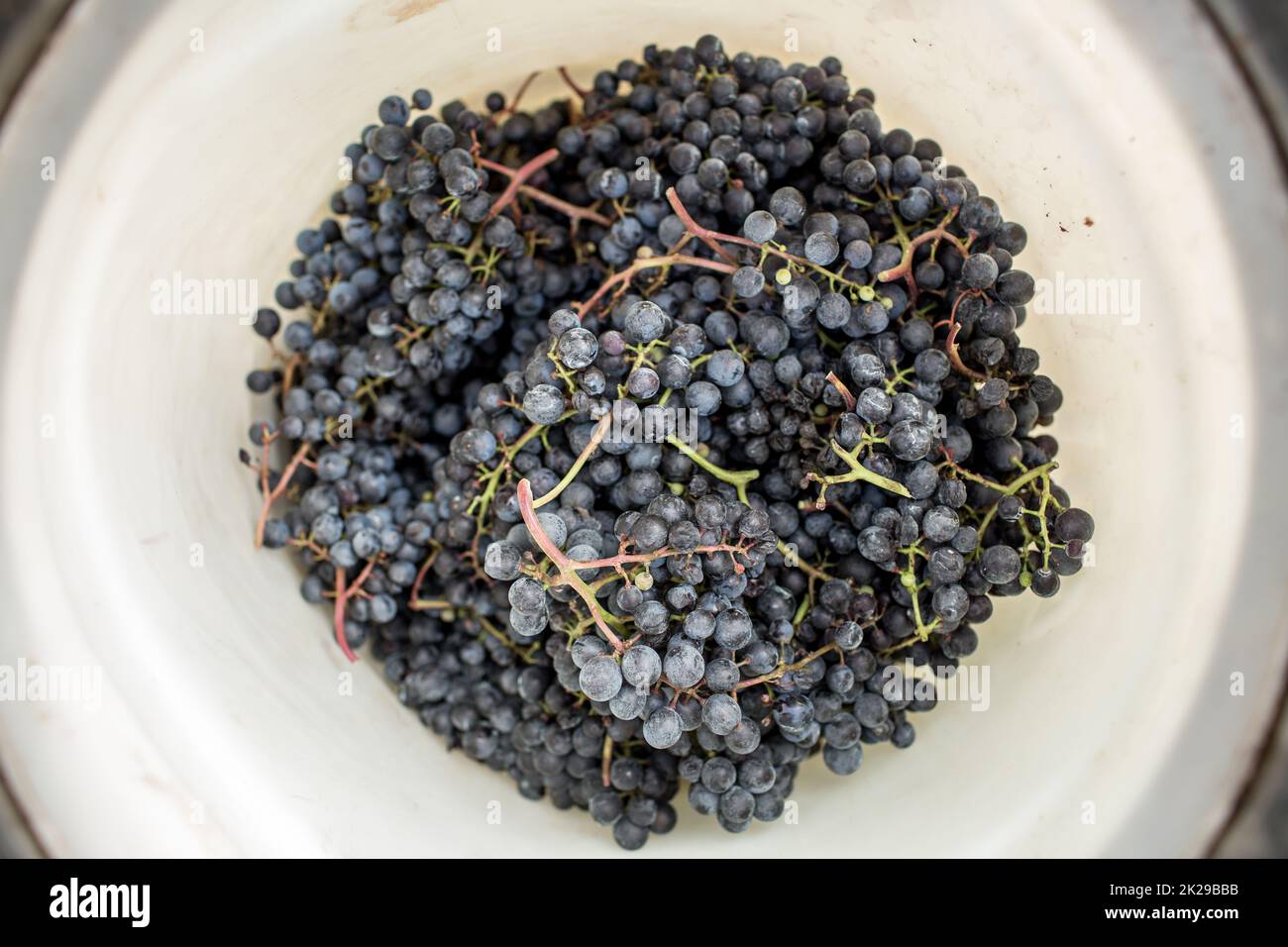 Freshly harvested red grapes in a pannier on a vineyard (color toned ...