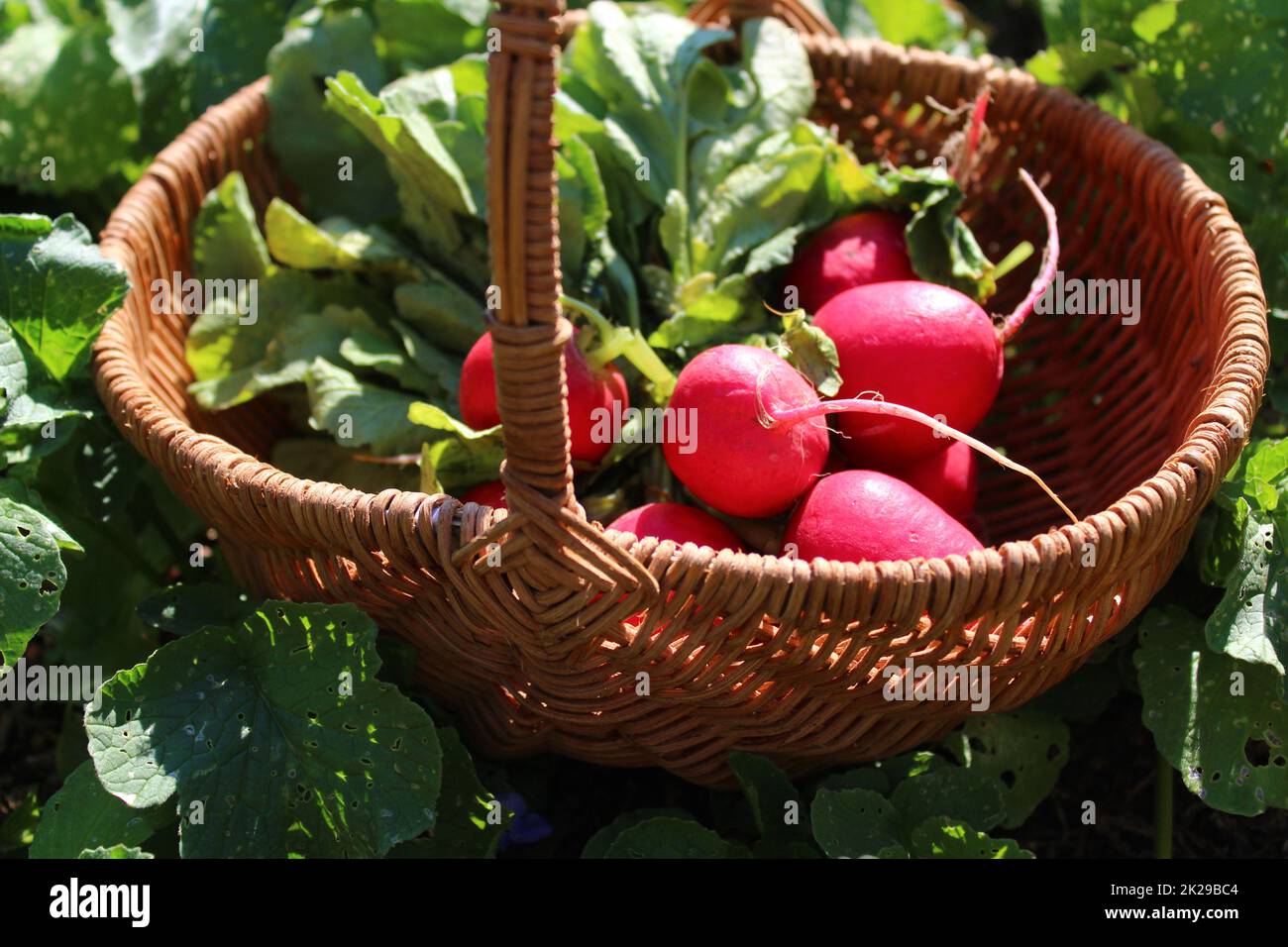 radish in a basket and radish leaves Stock Photo - Alamy