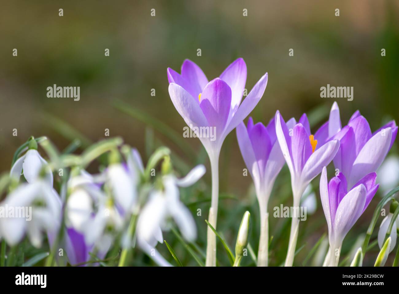 First spring snowdrops flowers and pink crocus blossoms with pollen and ...