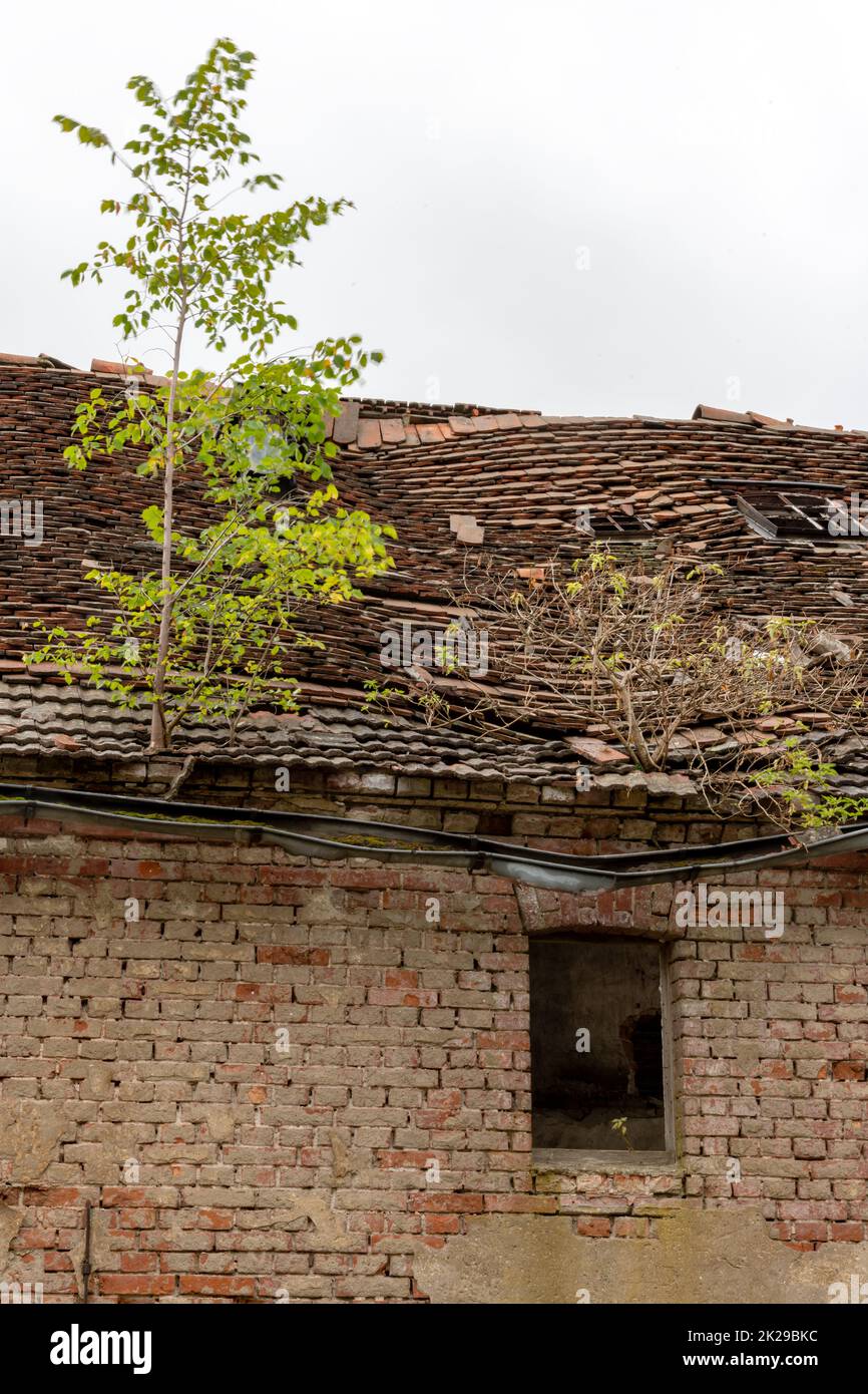 green plant grows between roof tiles from the roof of an factory ruin ...