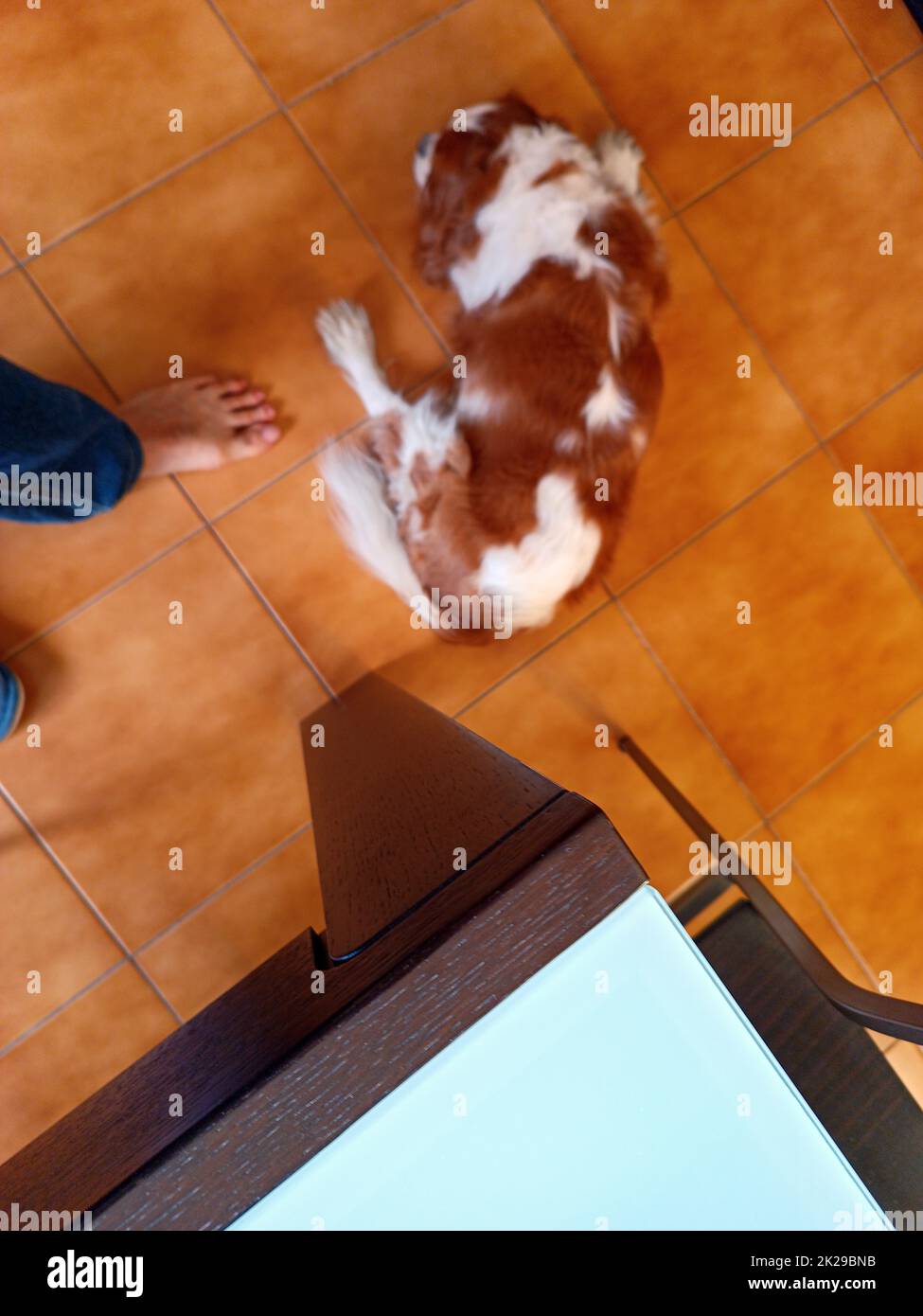 Man barefoot feet table hi-res stock photography and images - Alamy