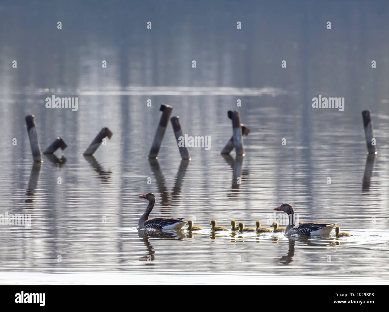 Great Goose, (Anser anser), Southern Bohemia, Czech Republic Stock ...