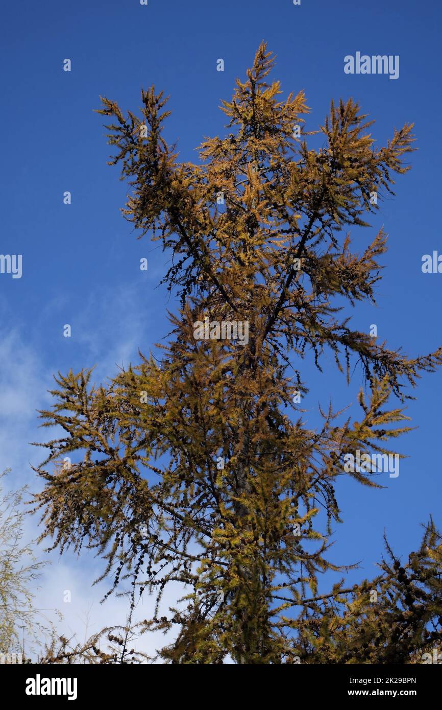 Conifer blue needles hi-res stock photography and images - Alamy