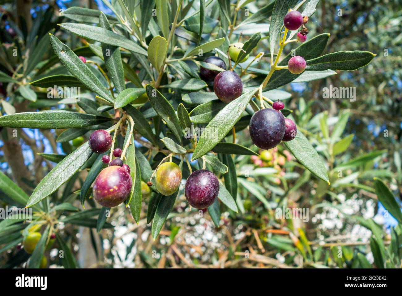 Olive three hi-res stock photography and images - Alamy