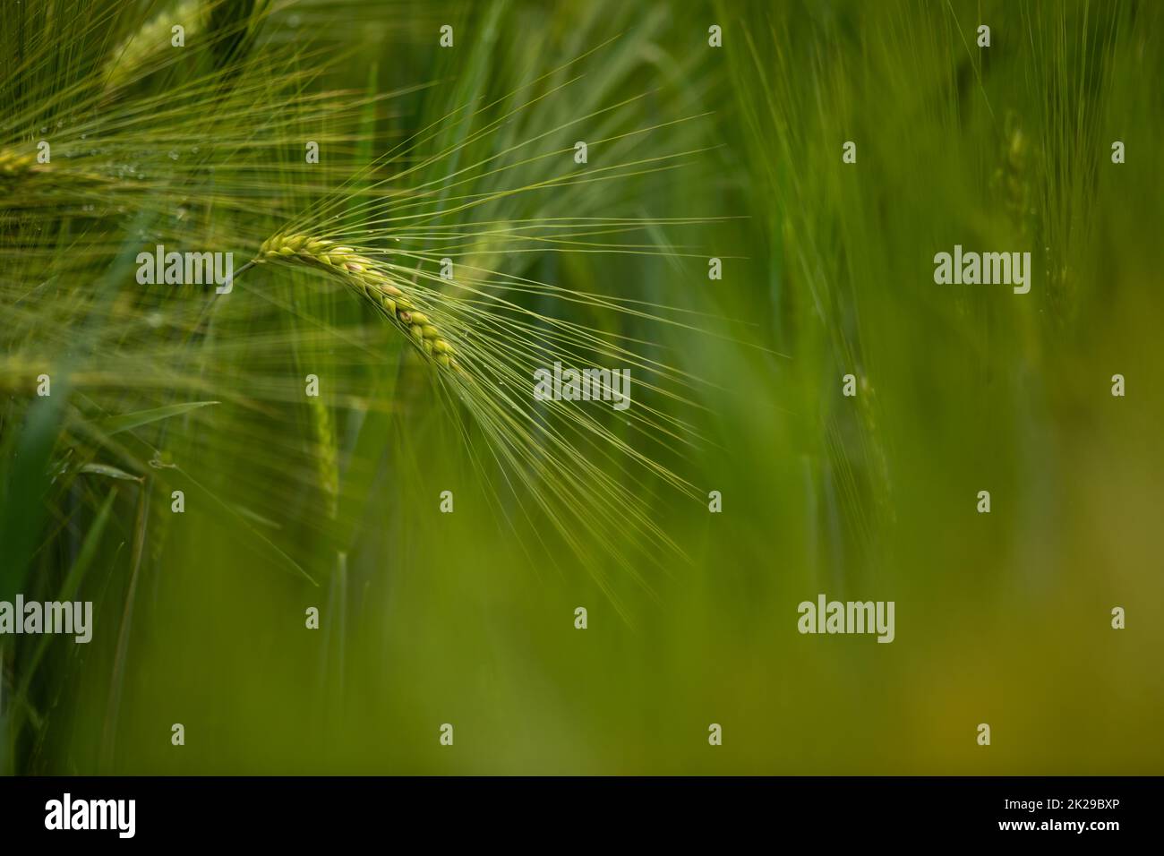 Single green barley plant against dark background. Barley grain is used ...