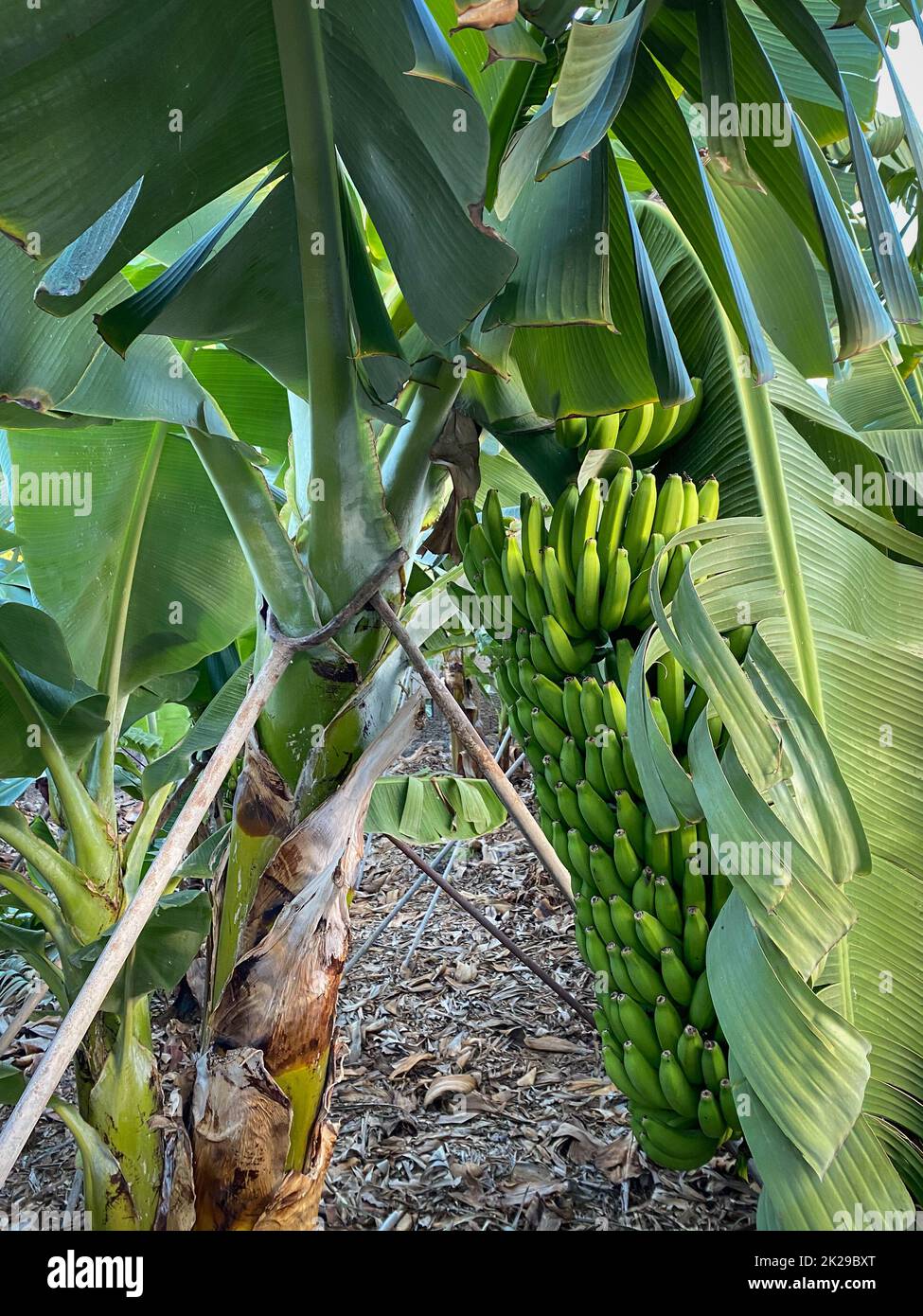 Banana plantation - Banana trees in the garden by the sea, Tenerife ...