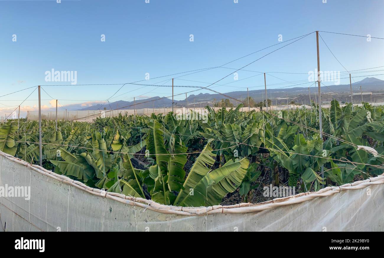 Banana plantation - Banana trees in the garden by the sea, Tenerife ...
