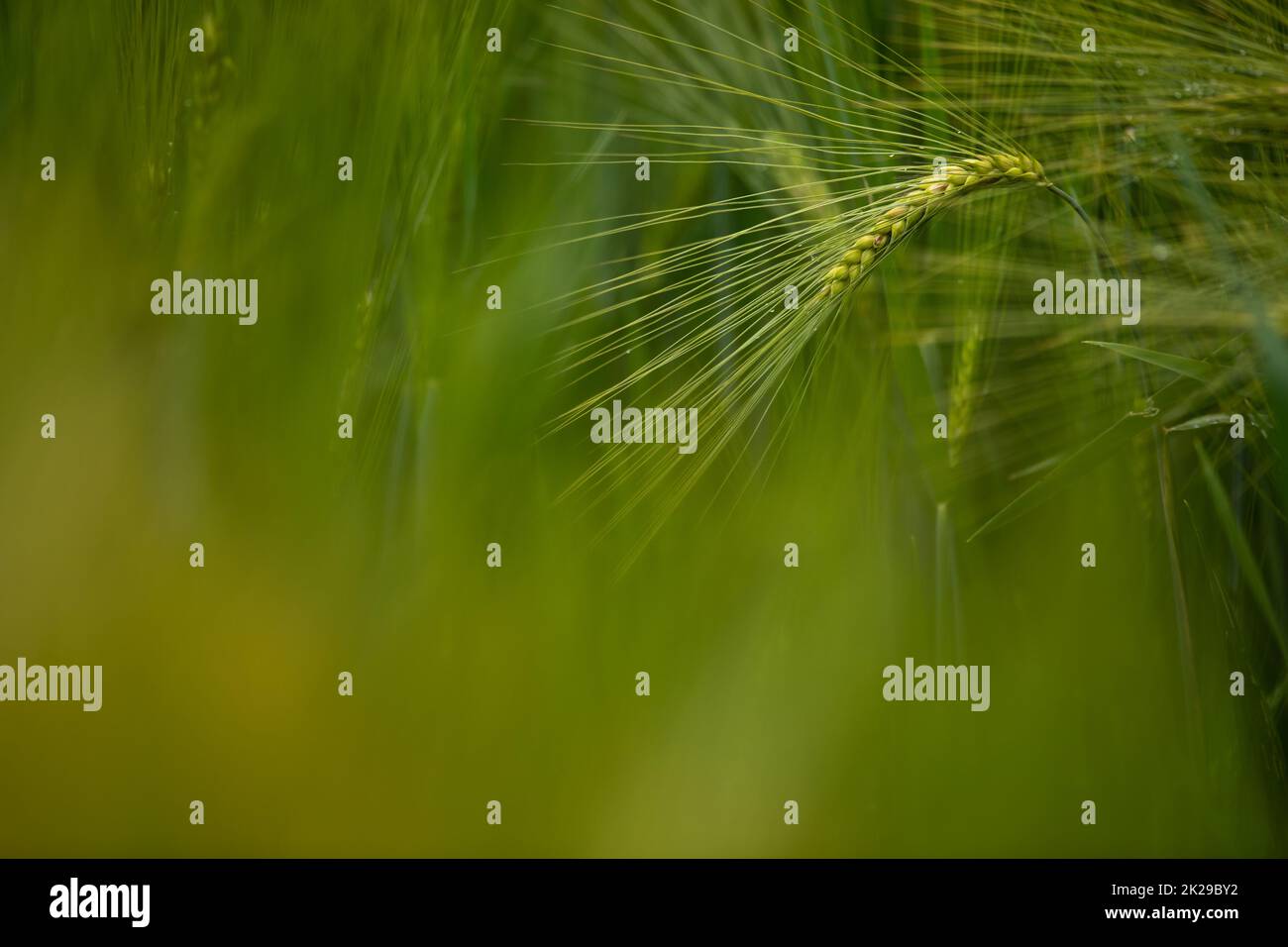 Single green barley plant against dark background. Barley grain is used ...