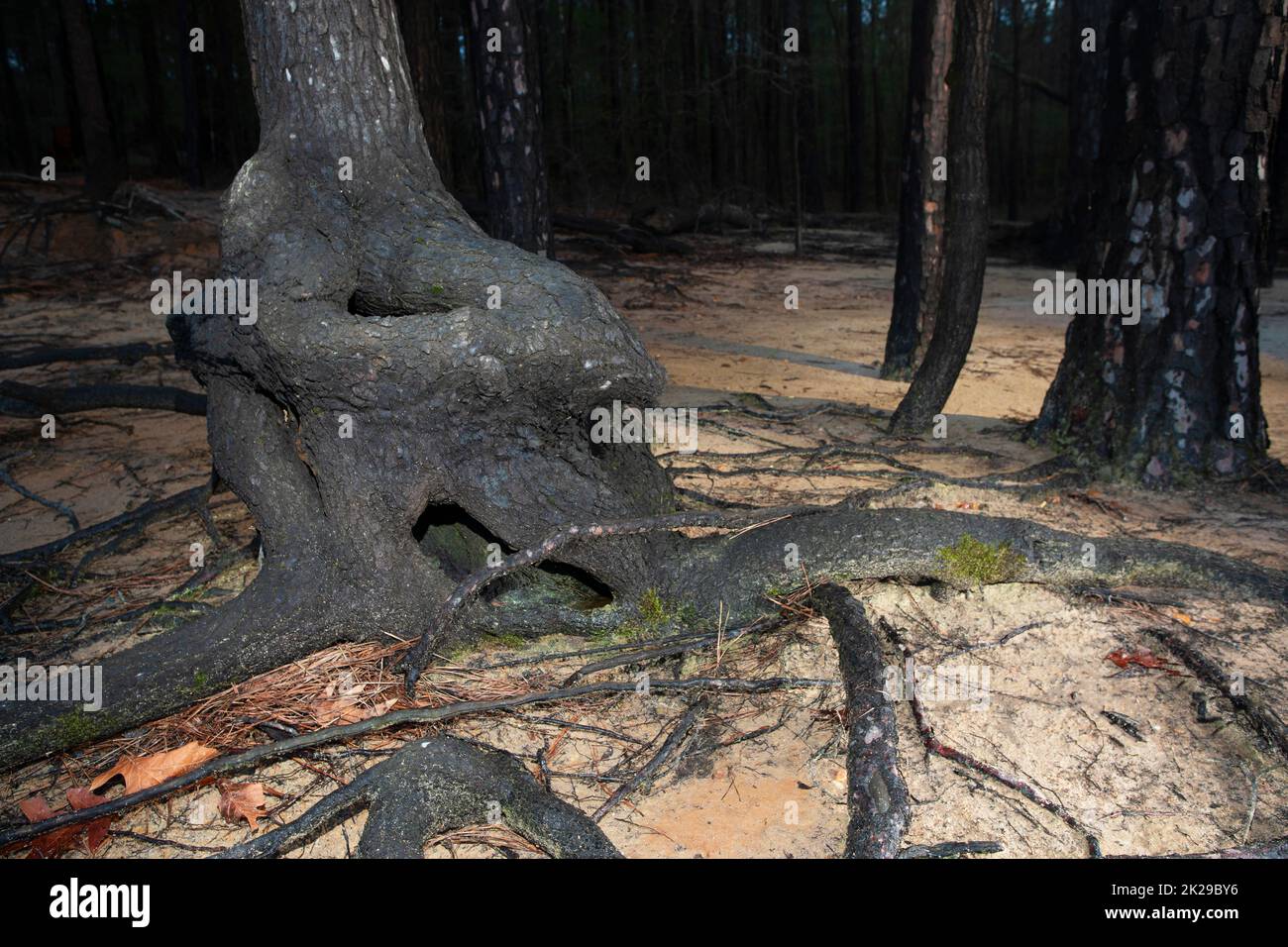 Holes in tree roots hi-res stock photography and images - Alamy
