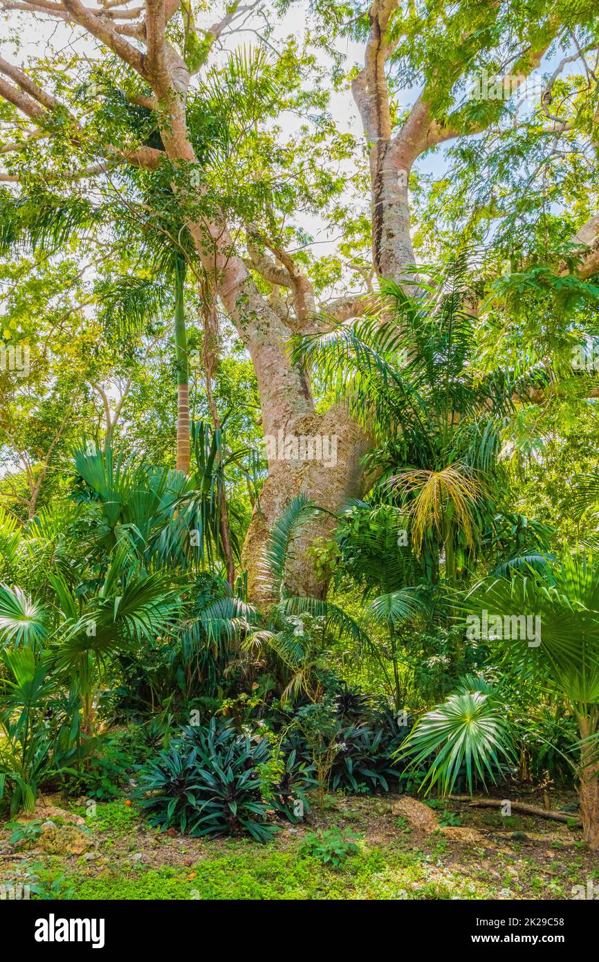 Tropical natural jungle forest plants trees Muyil Mayan ruins Mexico ...