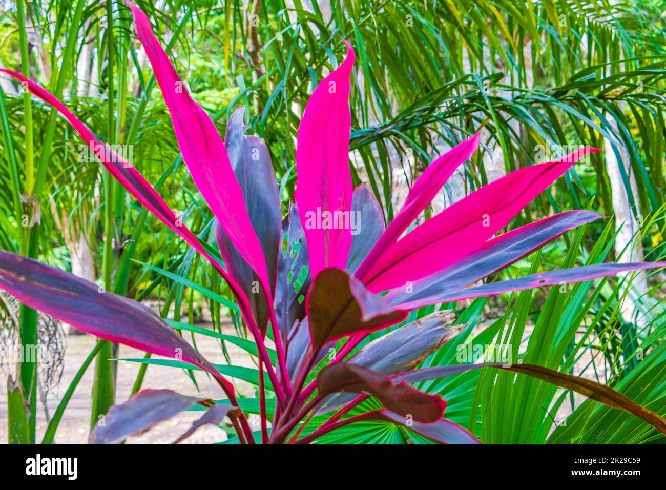Tropical purple pink Ti Plant plant Muyil Mayan ruins Mexico Stock ...