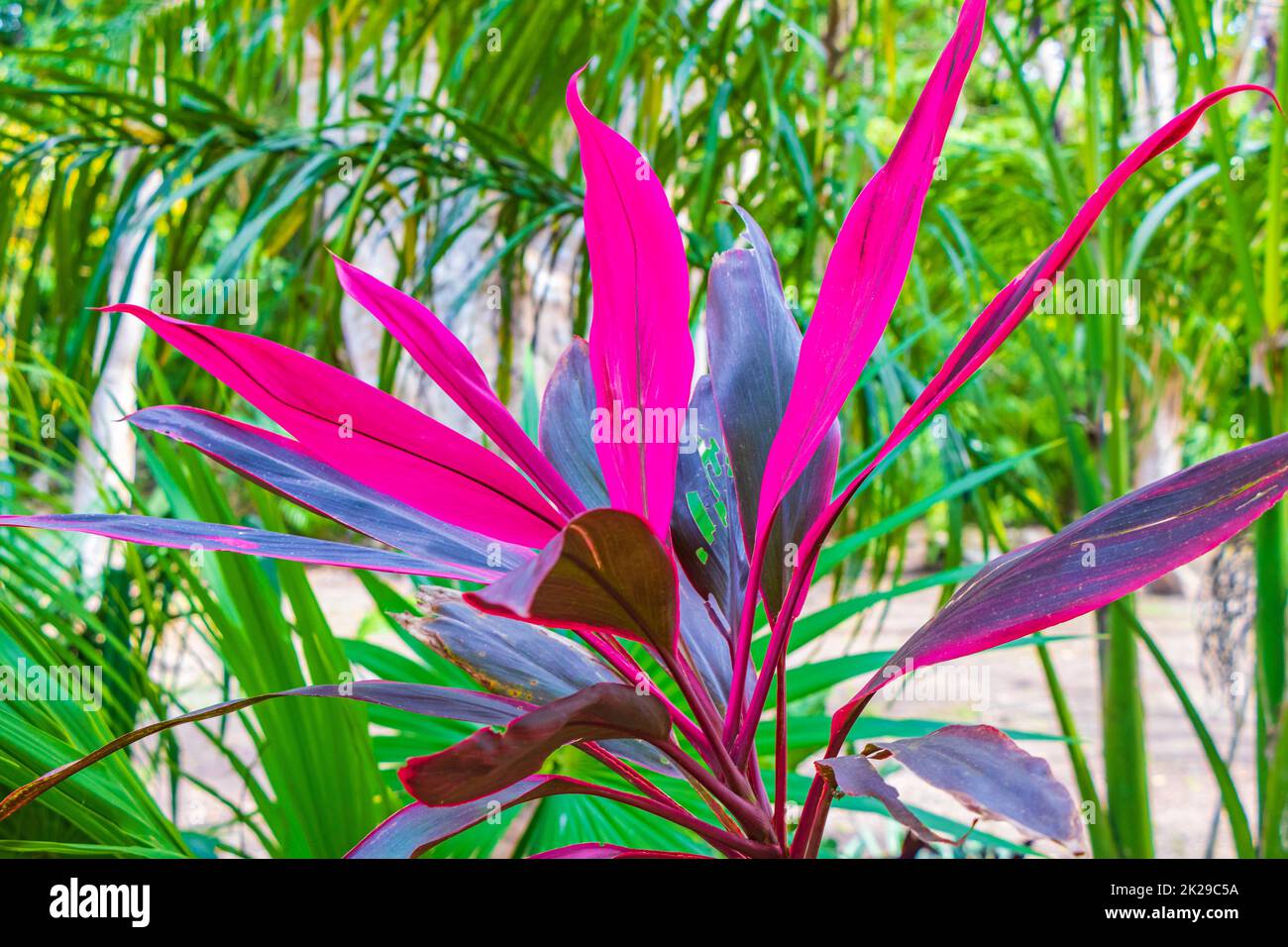 Tropical purple pink Ti Plant plant Muyil Mayan ruins Mexico Stock ...