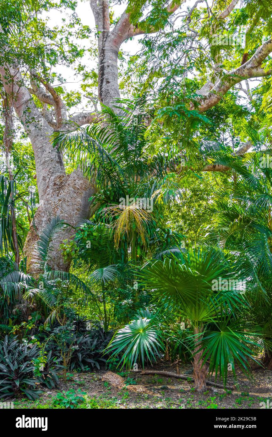 Tropical natural jungle forest plants trees Muyil Mayan ruins Mexico ...