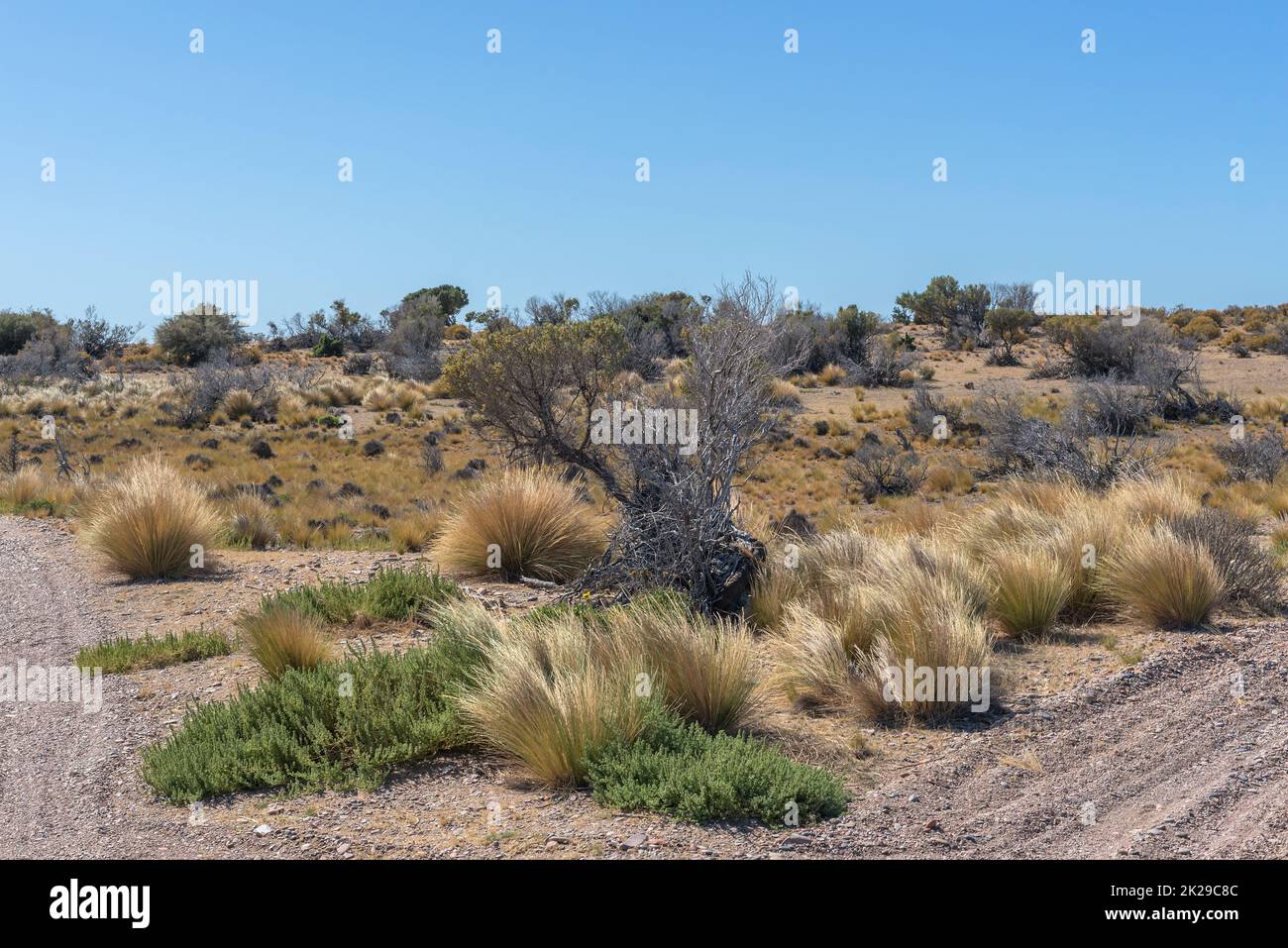 Desert landscape on the atlantic coast of Patagonia, Argentina Stock ...