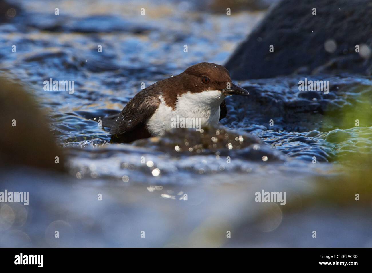 White-throated dipper in spring in saxon in the river spree Stock Photo ...