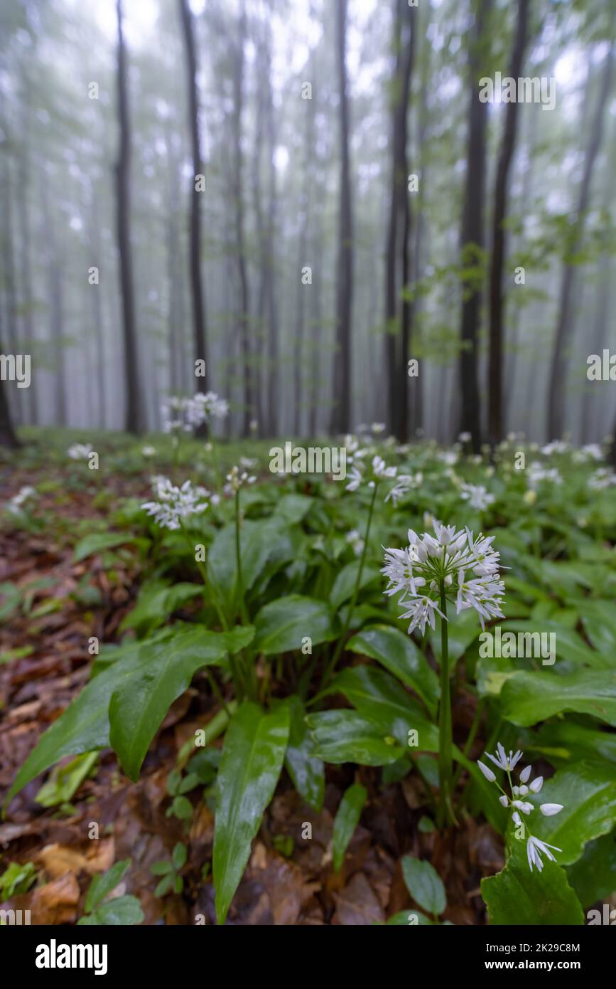Spring beech forest in White Carpathians, Southern Moravia, Czech ...