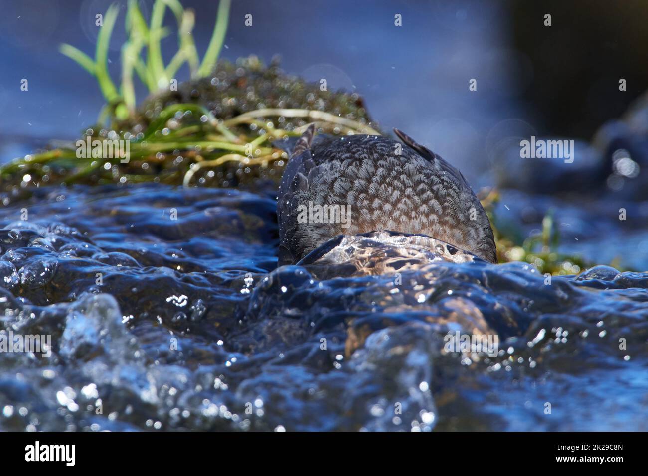 White-throated dipper in spring in saxon in the river spree Stock Photo ...