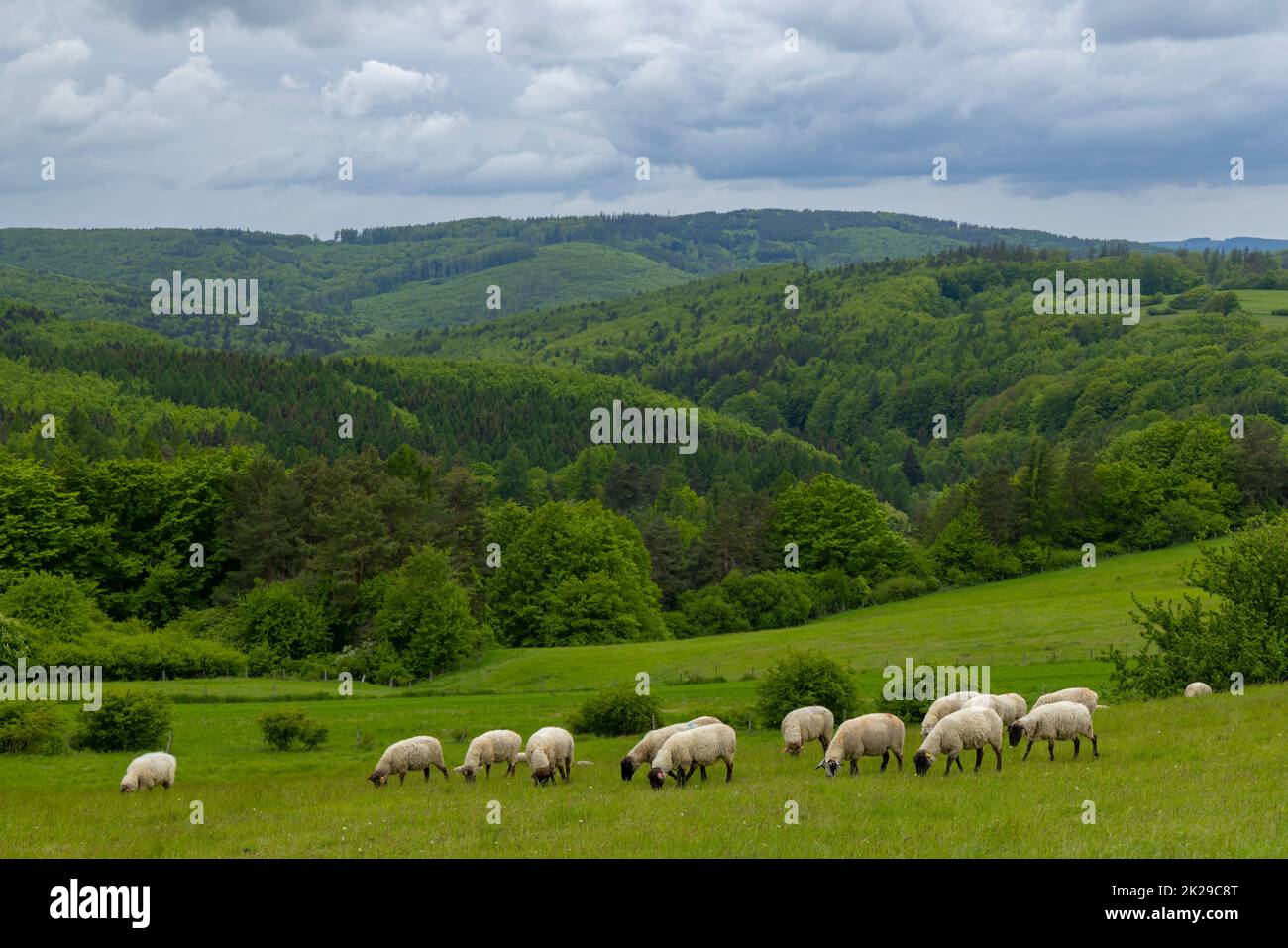 Spring landscape with white sheep in White Carpathians, Czech Republic ...
