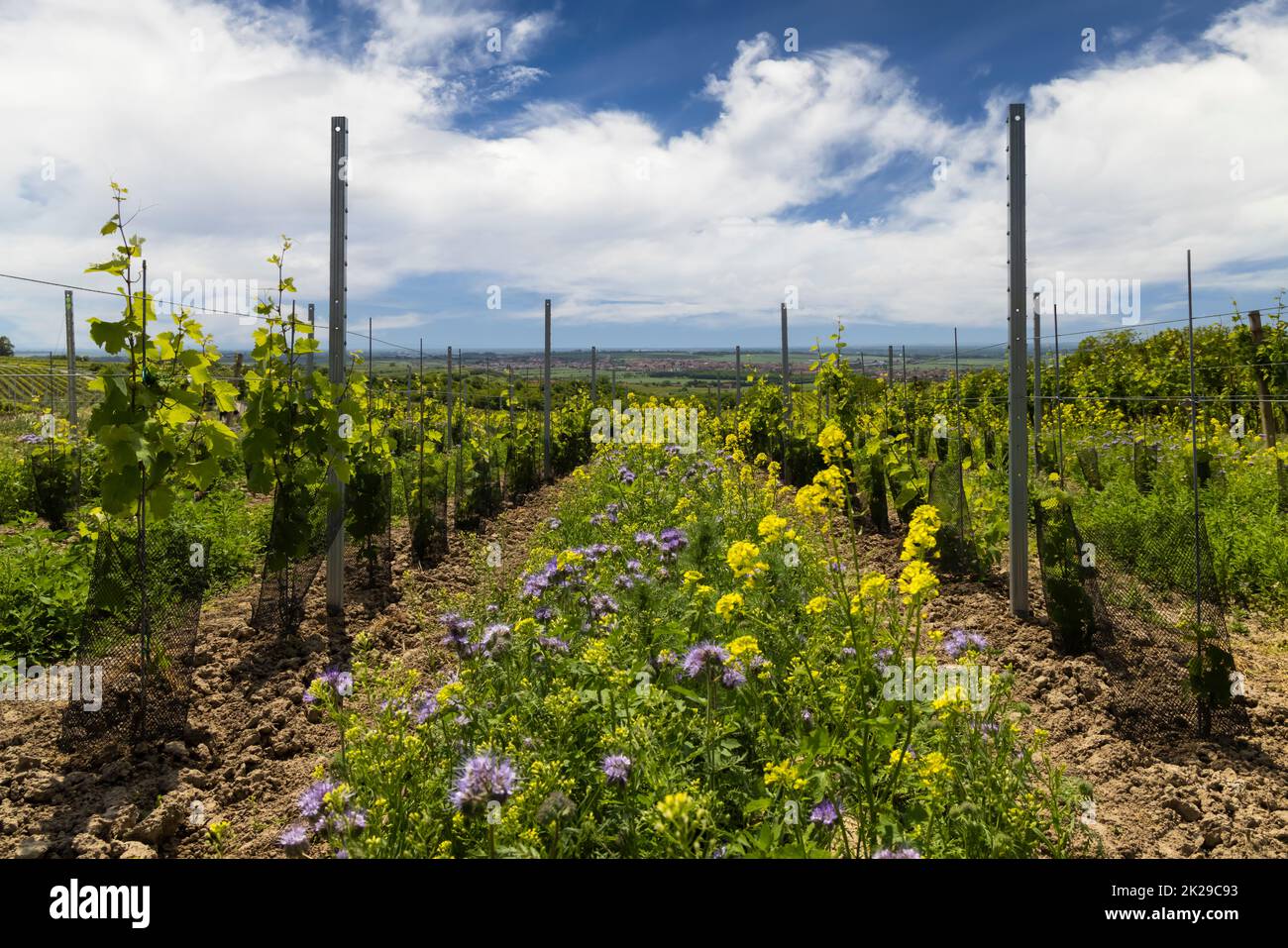 Floral spacing in organic vineyard, Southern Moravia, Czech Republic ...