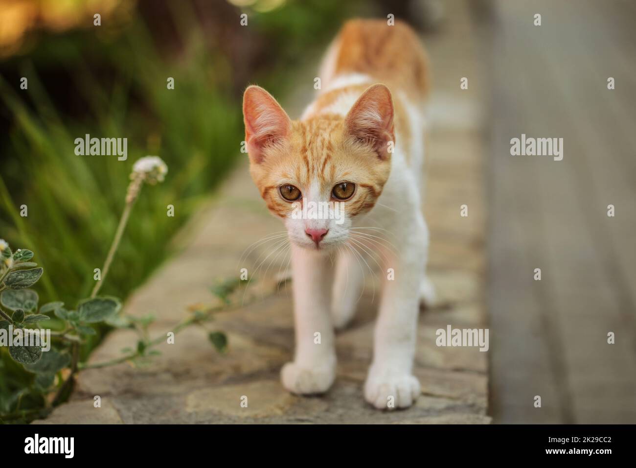 White cat walking on green hi-res stock photography and images - Alamy