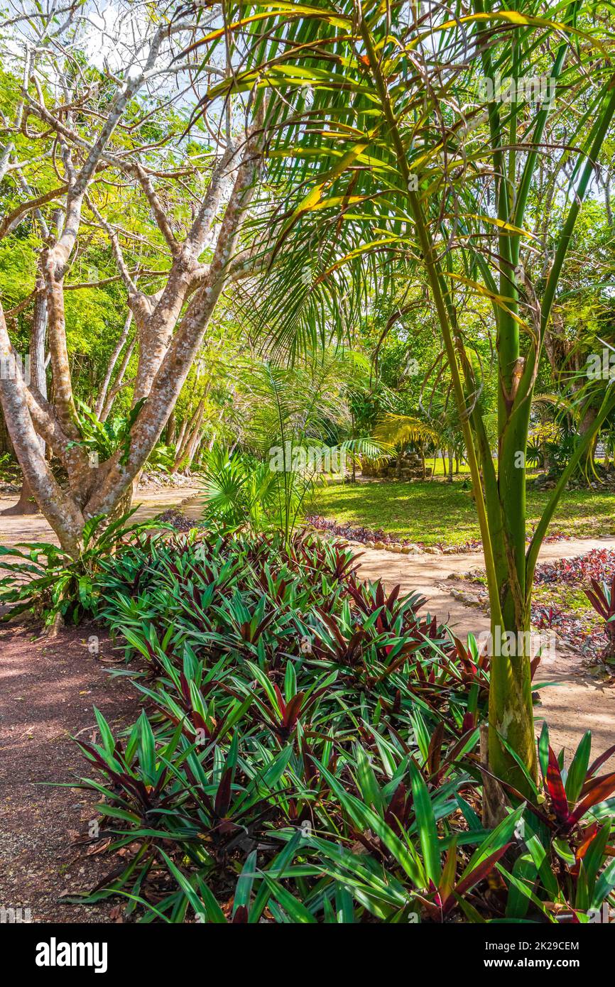 Tropical jungle plants trees walking trails Muyil Mayan ruins Mexico ...