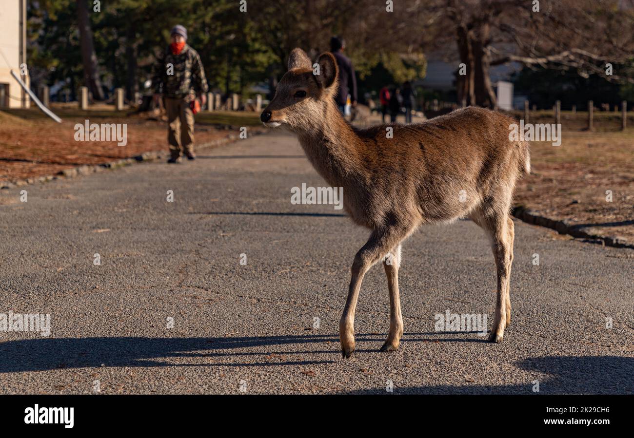 Nara park winter hi-res stock photography and images - Alamy