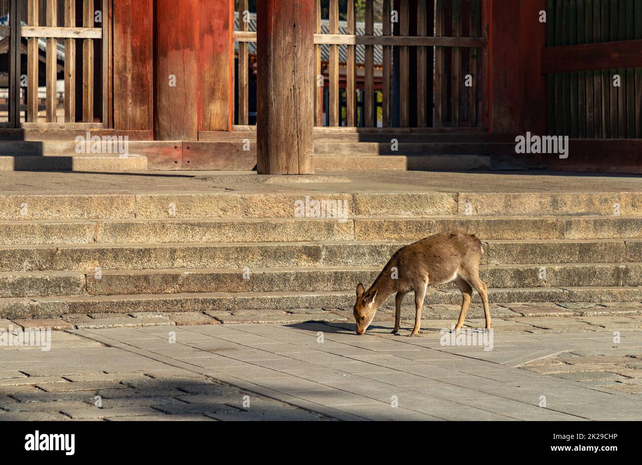 Nara park winter hi-res stock photography and images - Alamy
