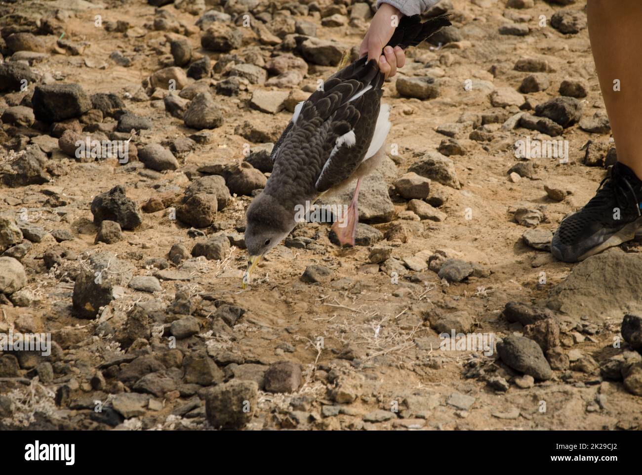 Releasing bird hi-res stock photography and images - Alamy