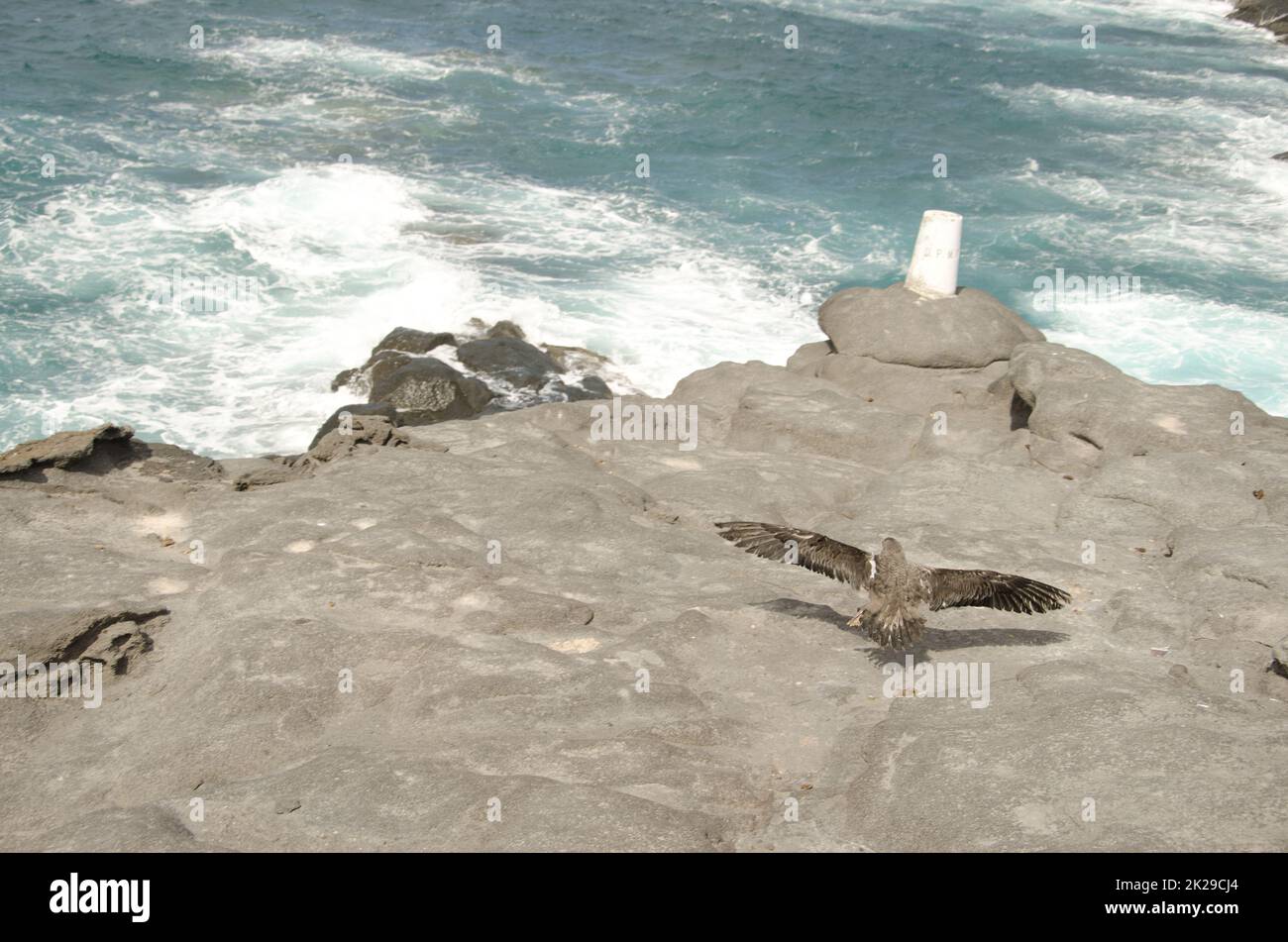 Juvenile Cory's shearwater Calonectris borealis landing Stock Photo - Alamy